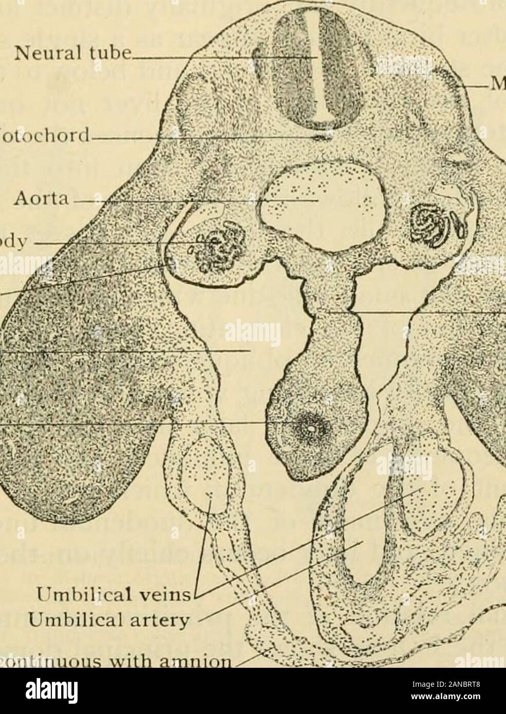 Human anatomy, including structure and development and practical ...