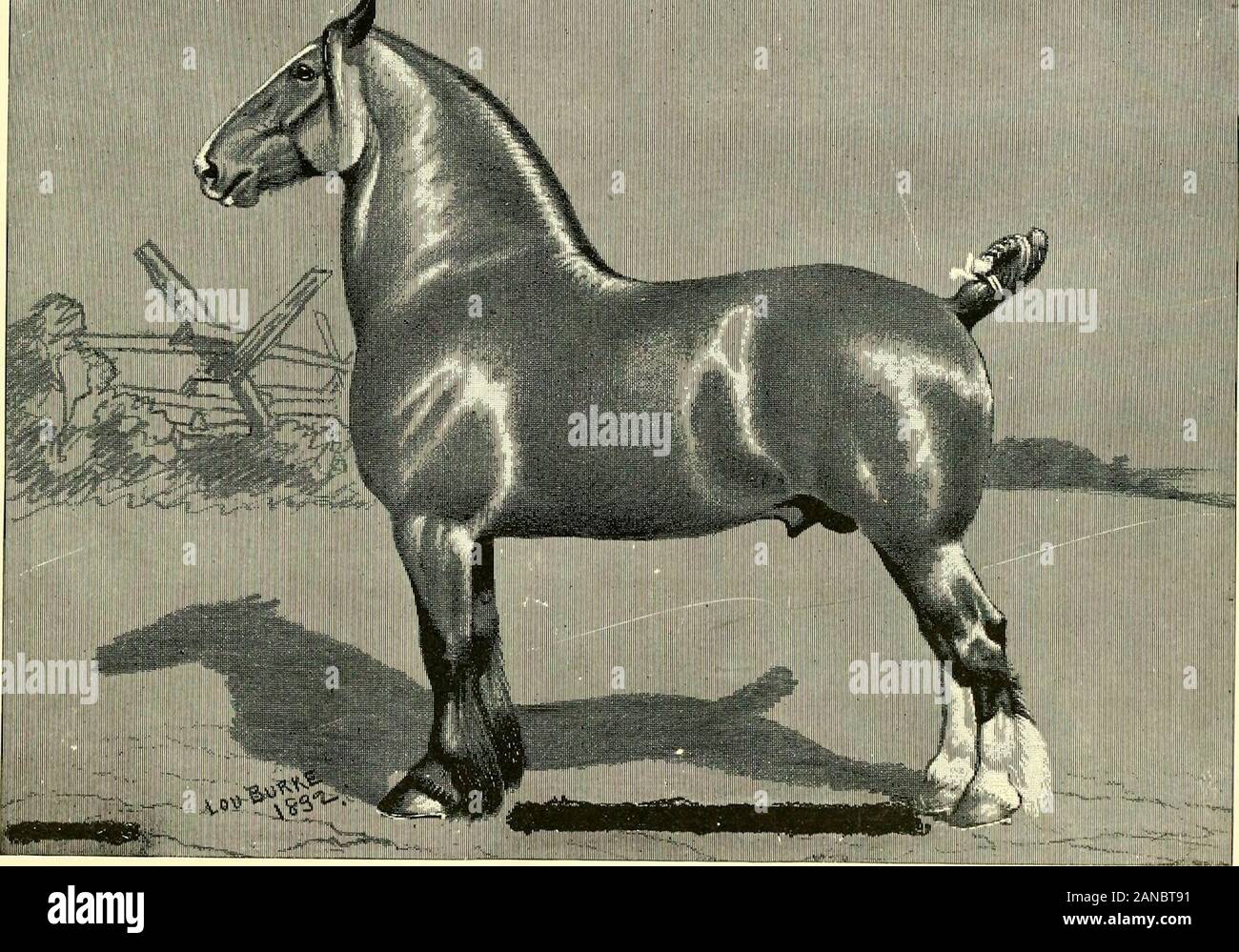 Belgian blacks hi-res stock photography and images - Alamy