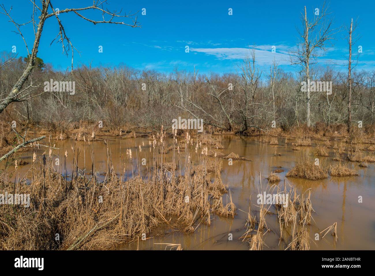 Wetland tall grasses hi-res stock photography and images - Alamy
