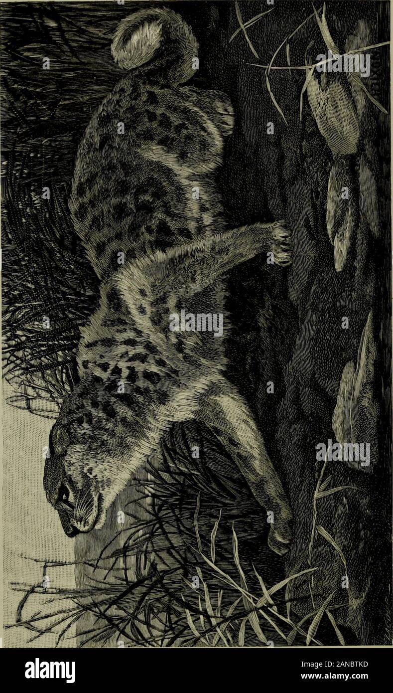 Wild beasts and their ways : reminiscences of Europe, Asia, Africa and ...