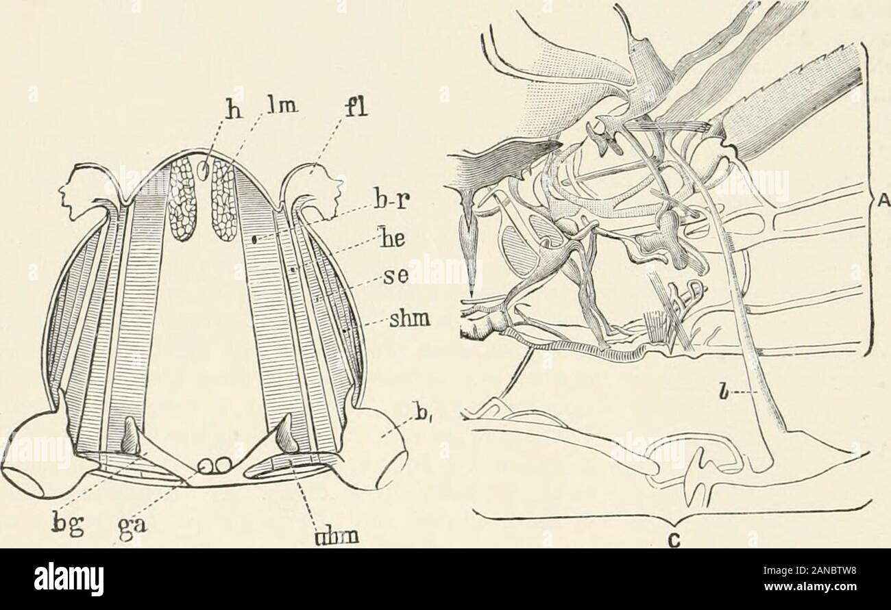 Muscles of thoracic wall hi-res stock photography and images - Alamy