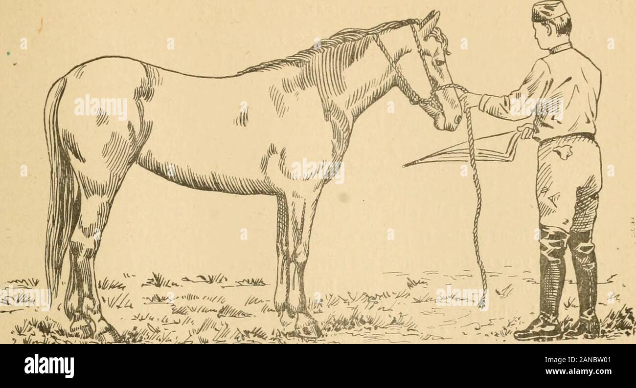 Jesse Beery's practical system of colt training . e Horses head. You ...