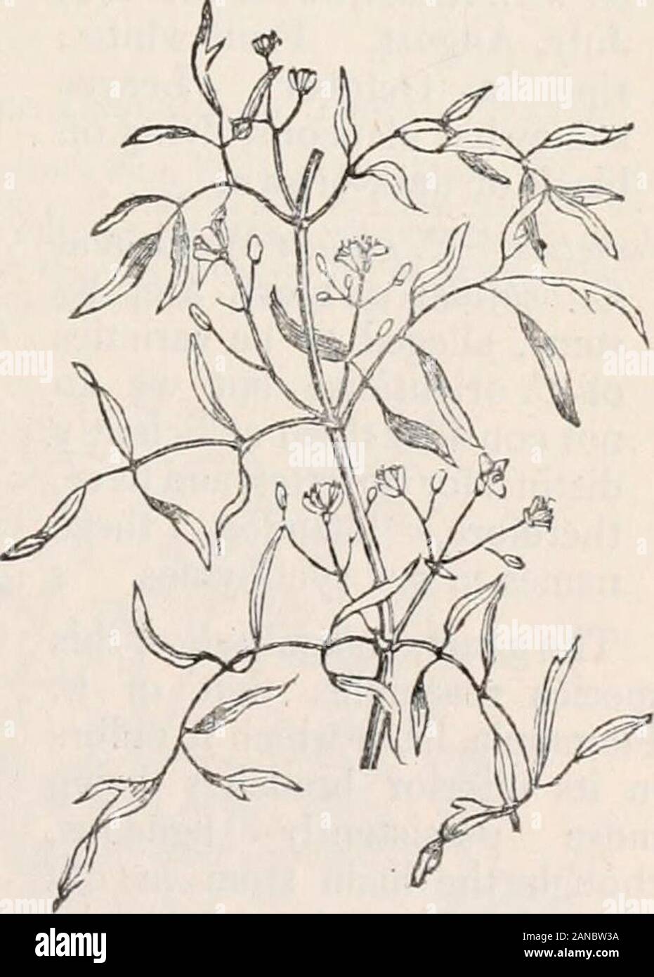 Oval leaflets leaves hi-res stock photography and images - Alamy