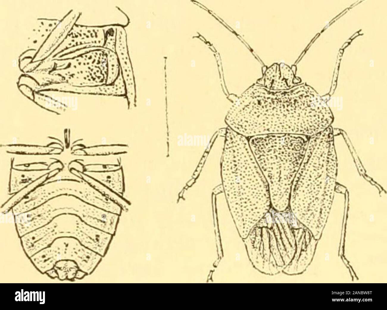 Colorous hi-res stock photography and images - Alamy
