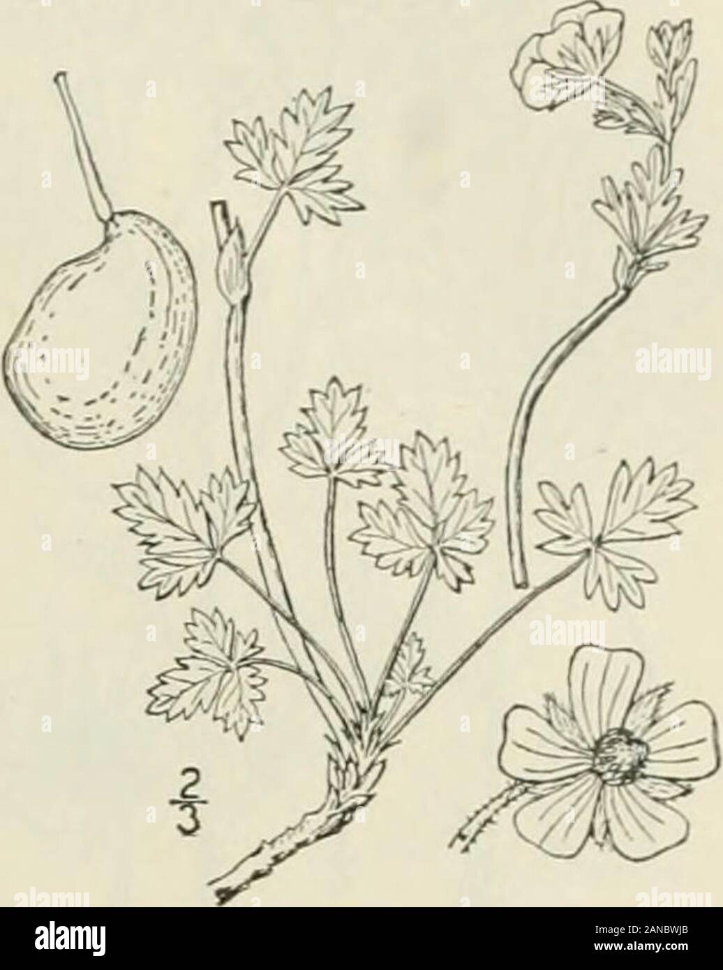 Oval leaflets leaves hi-res stock photography and images - Alamy