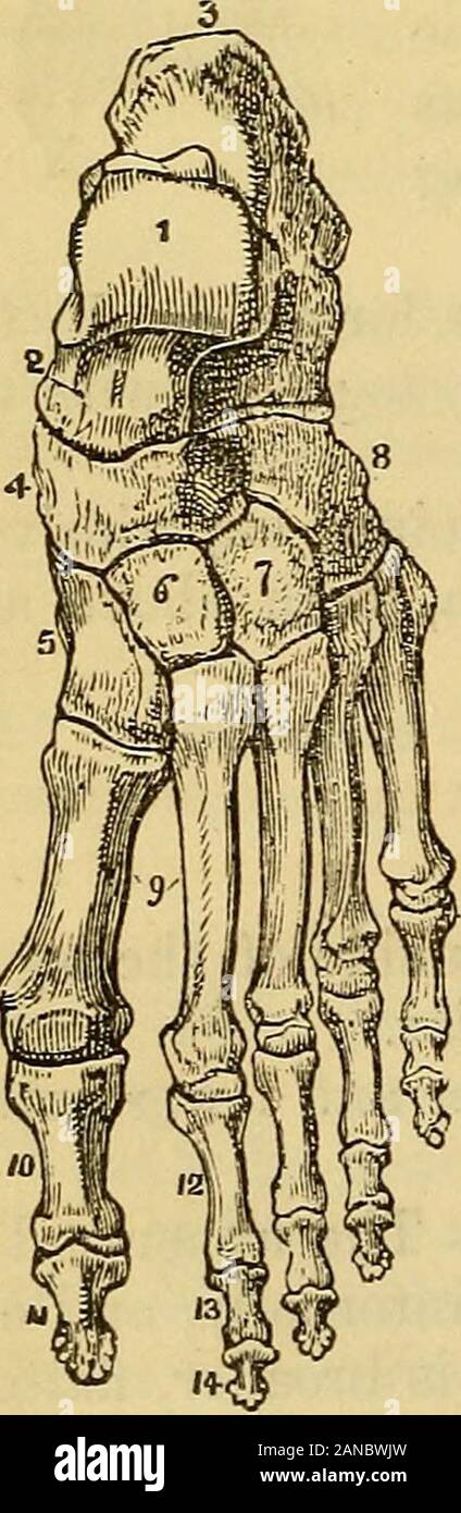 Rectus femoris hi-res stock photography and images - Alamy
