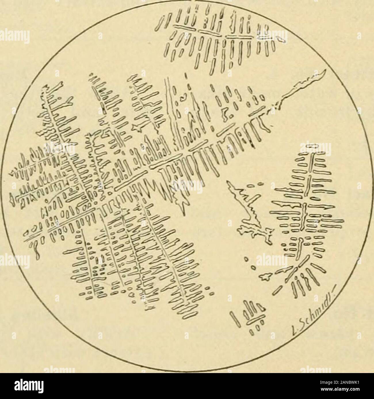 Fatty acids microscope hi-res stock photography and images - Alamy
