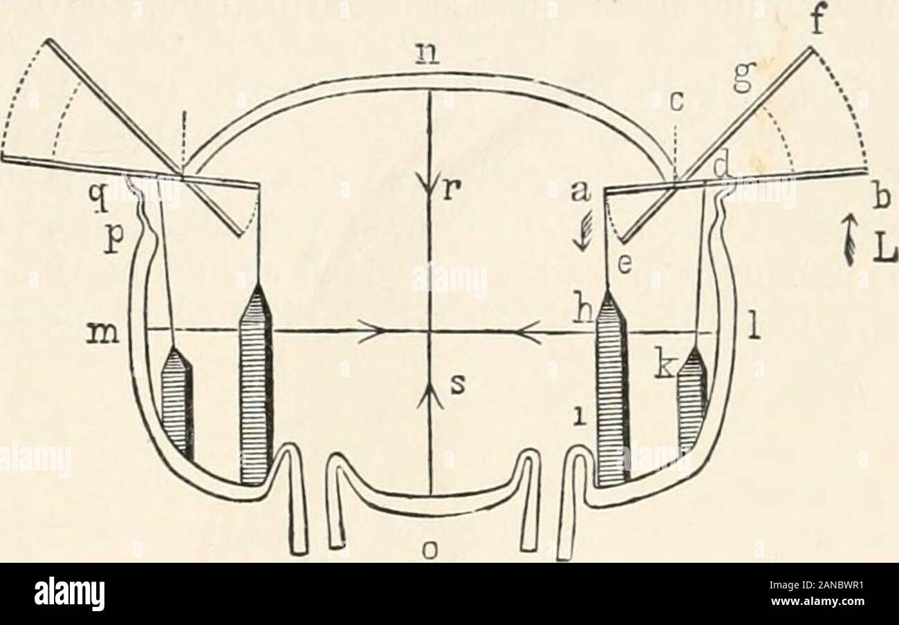 Insect wing mechanism hi-res stock photography and images - Alamy