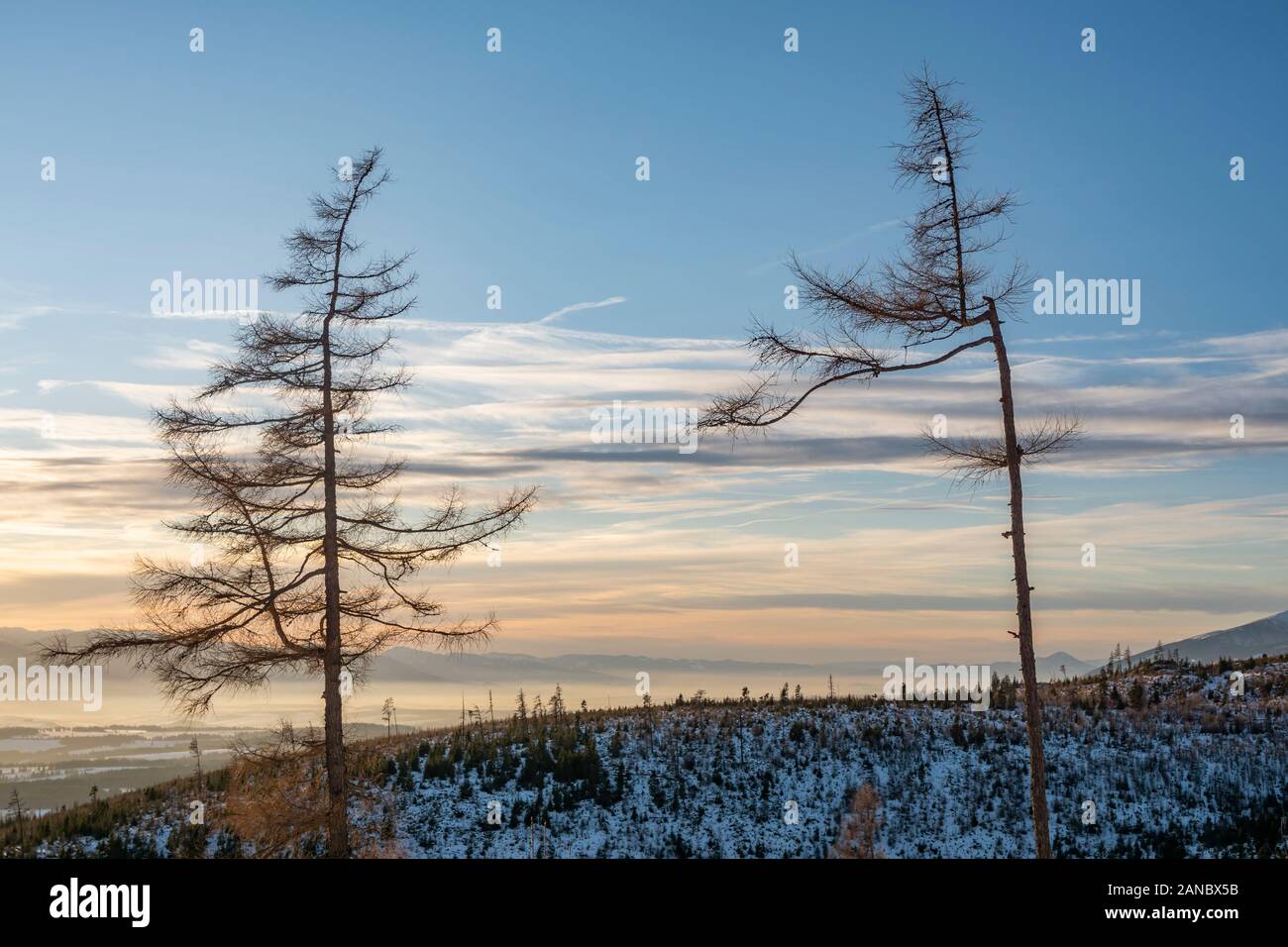 Lonely tall trees in the High Tatras. Slovakia, Europe Stock Photo - Alamy
