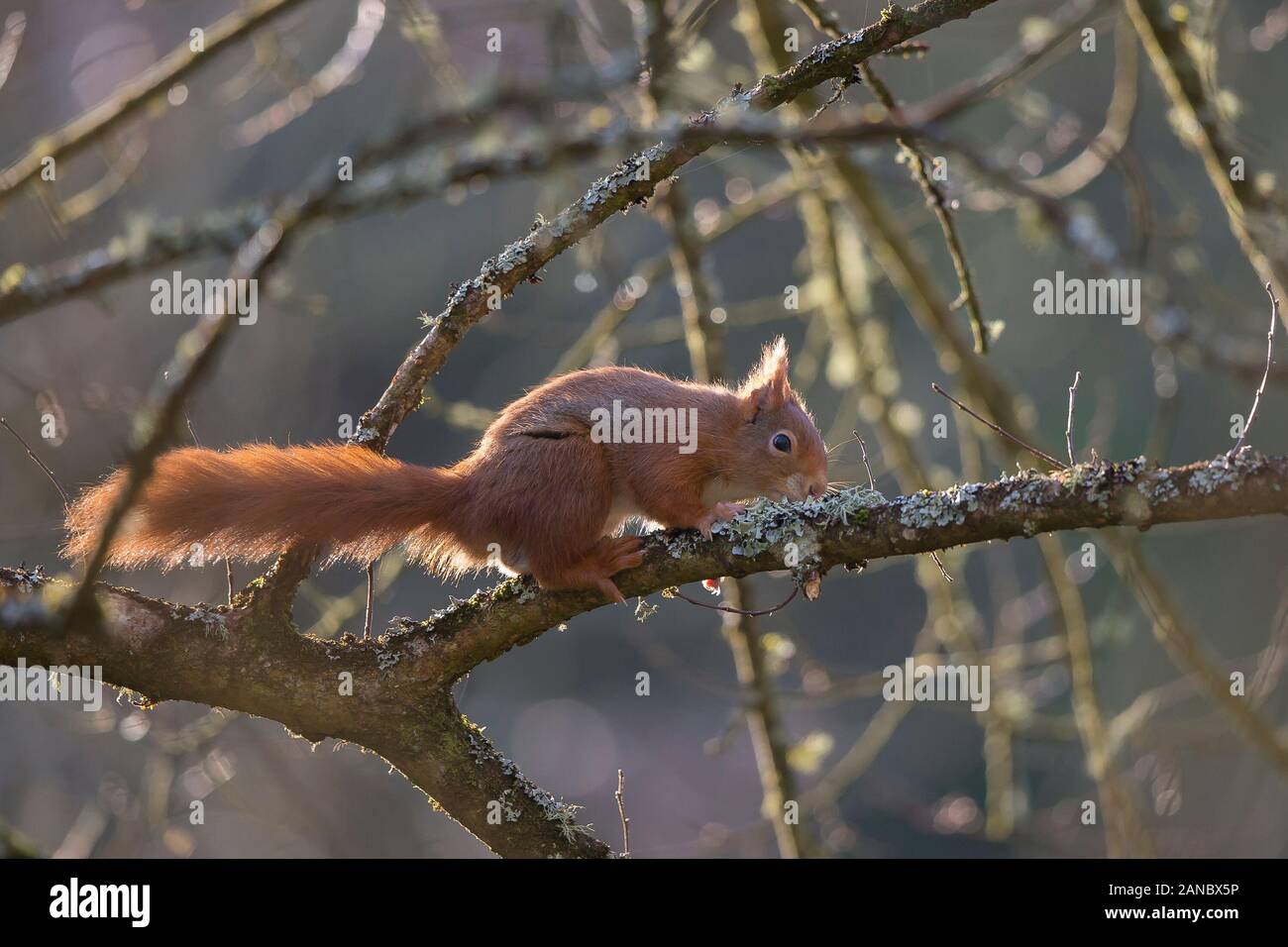 Red squirrels uk hi-res stock photography and images - Alamy