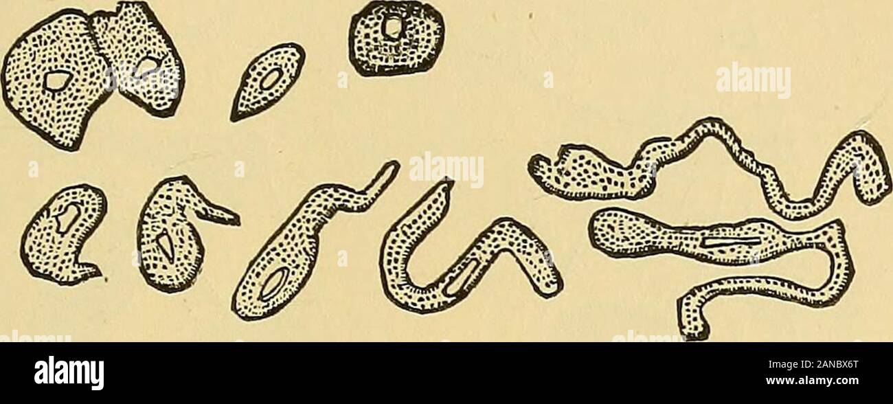 Manual of gynecology . and loosetissue in front. According to Henle ...