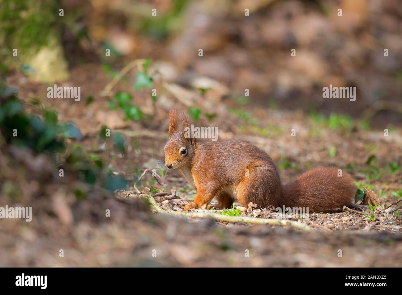Cute Baby Red Squirrels