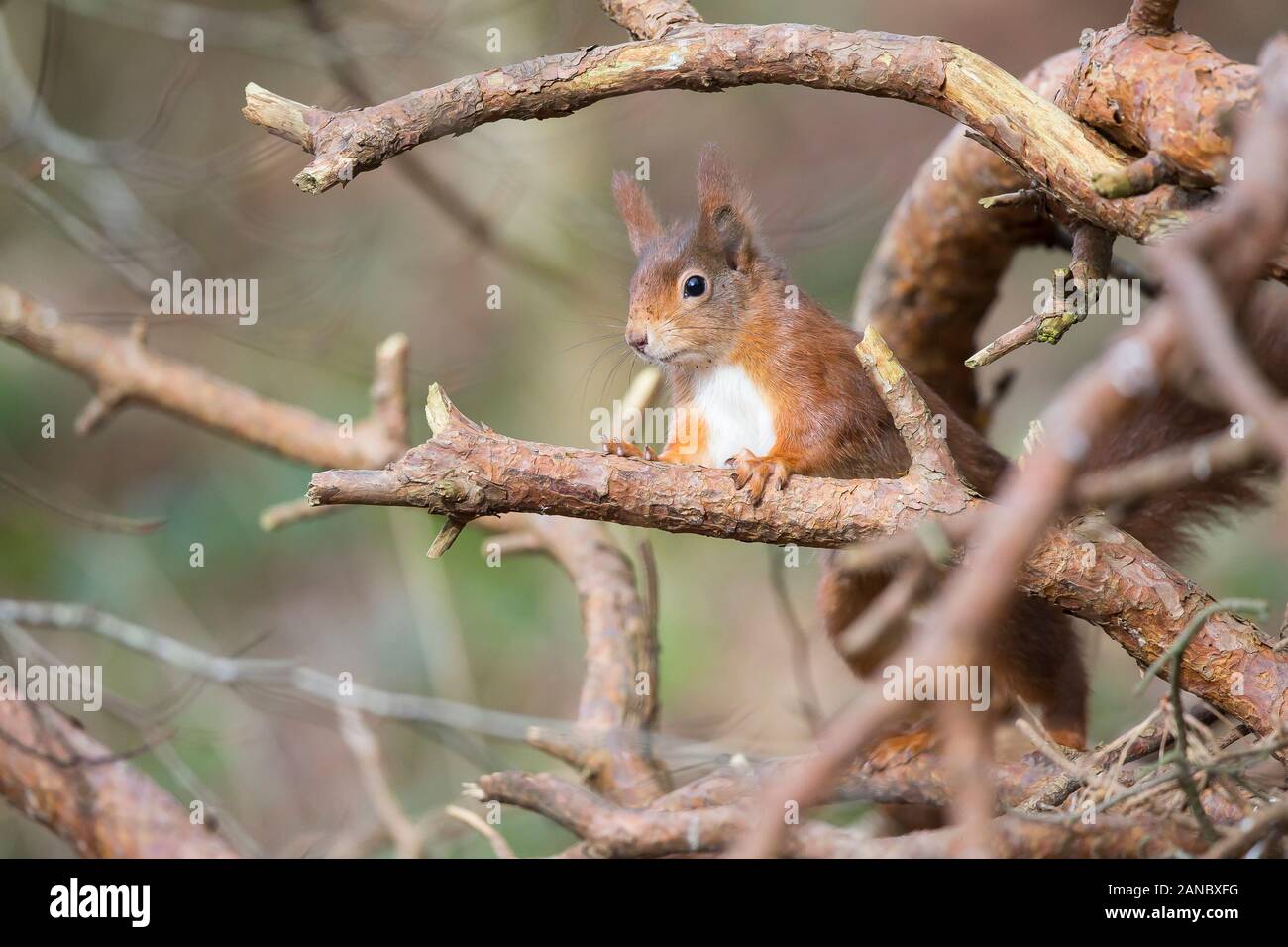 Front view close up UK red squirrel (Sciurus vulgaris) isolated ...