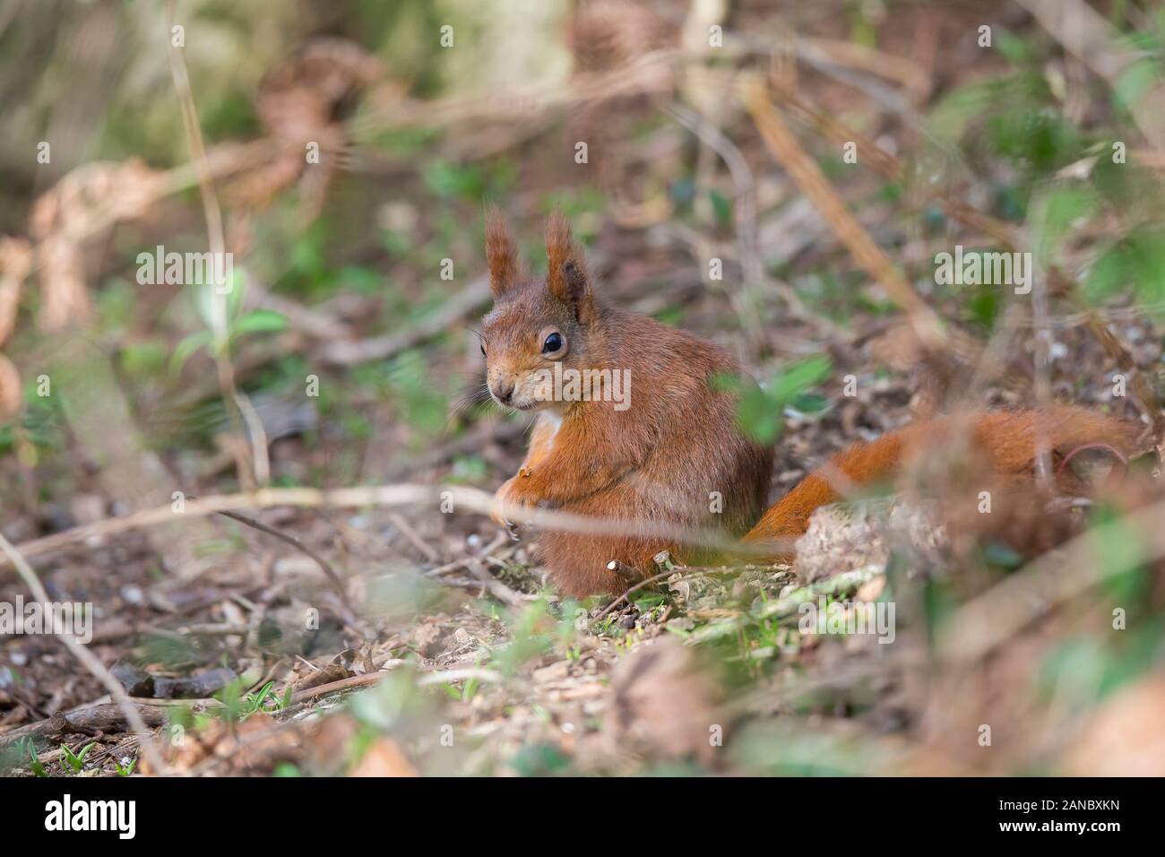 Close up, cute wild UK red squirrel (Sciurus vulgaris) isolated ...