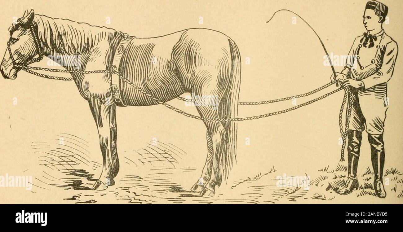 Jesse Beery's practical system of colt training . Horse to have in his ...