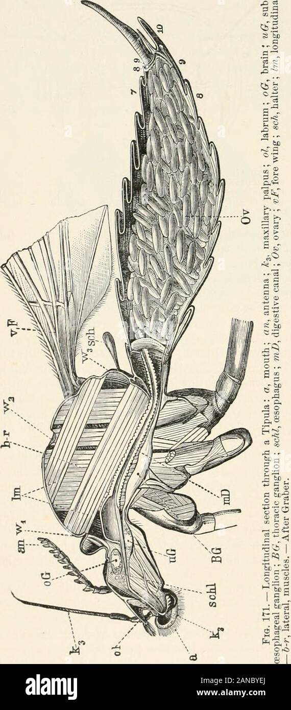 Insect wing mechanism hi-res stock photography and images - Alamy
