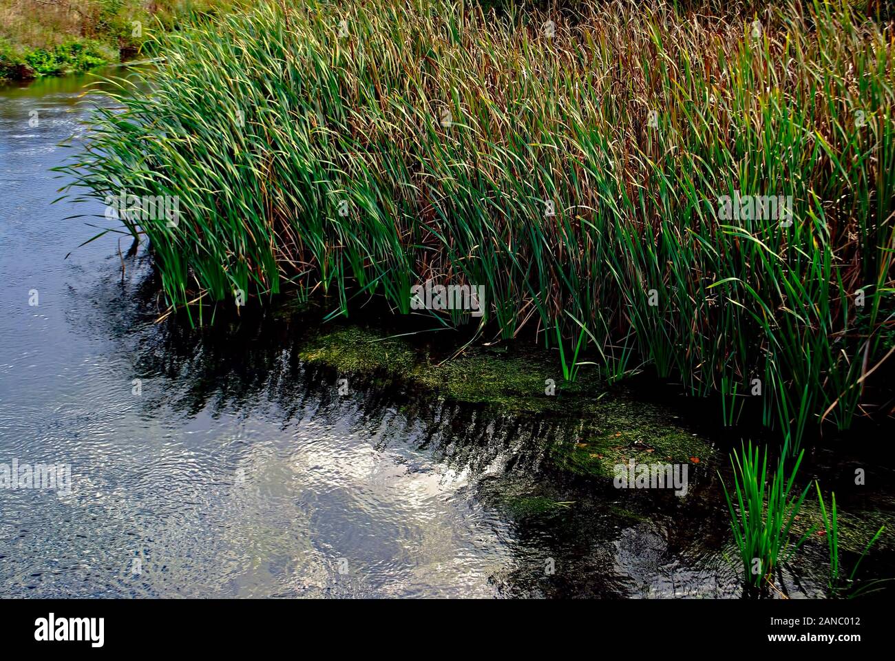 River bank plants vegetation hi-res stock photography and images - Alamy