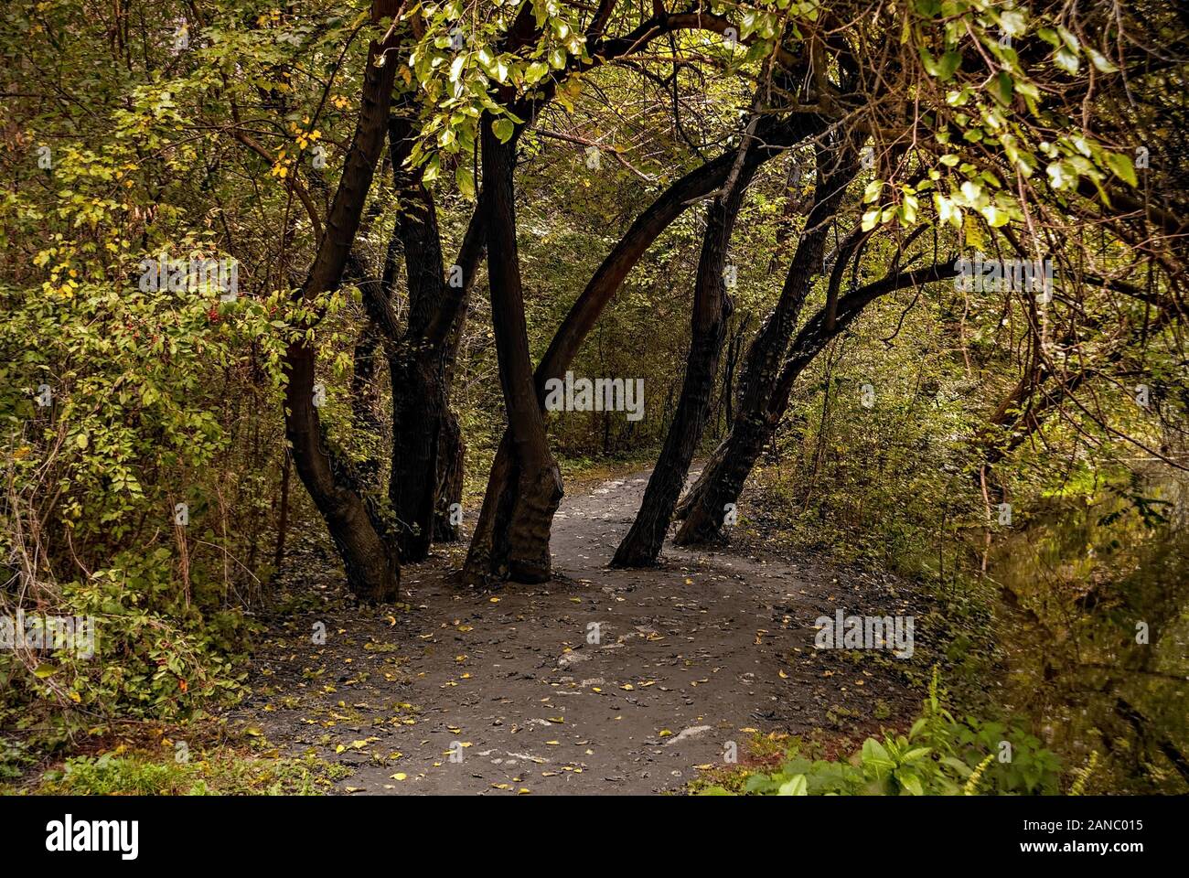 Group of Trees;Bulgaria Stock Photo - Alamy