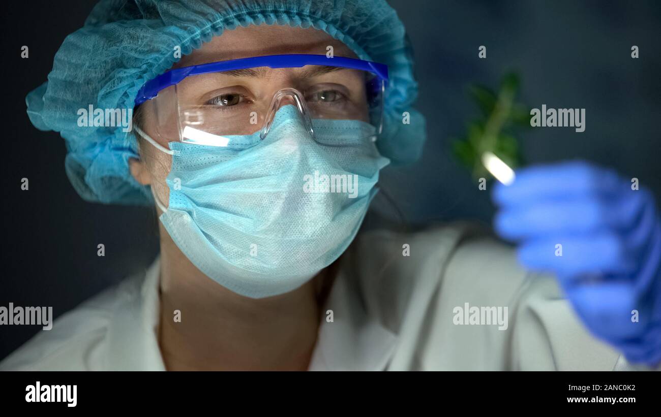 Biologist holding green plant sample, analyzing flora sort, modified ...