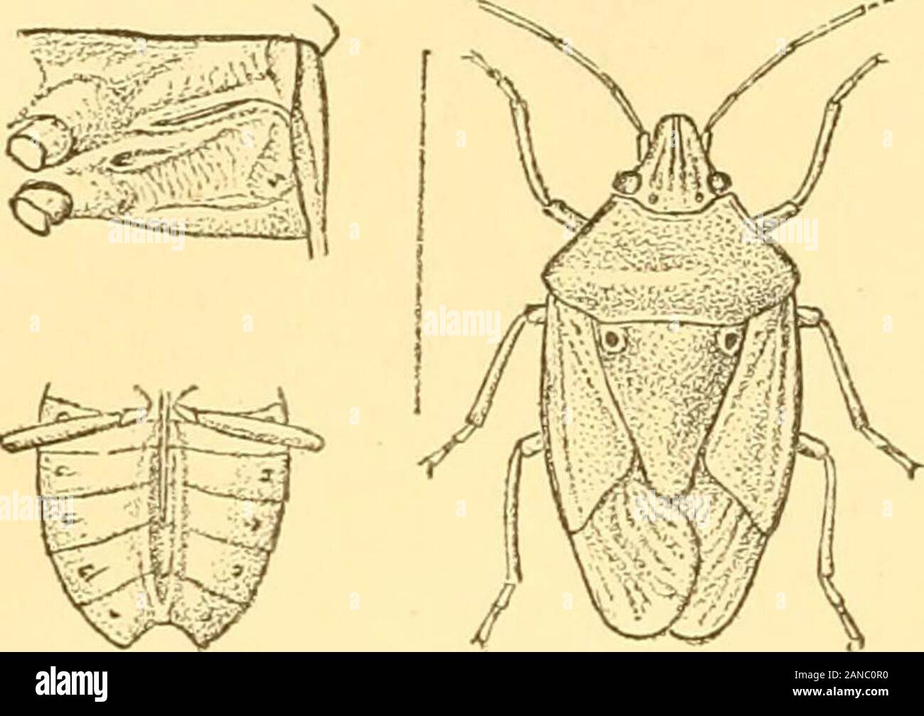 Rhynchota .. . es subpromiuent; scutellum of moderate size, sub ...