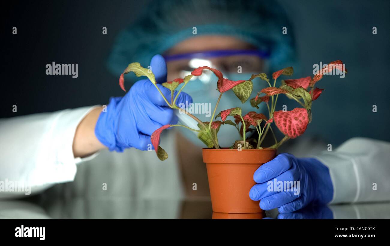 Biotechnologist injecting test liquid in pot with plant, toxin ...