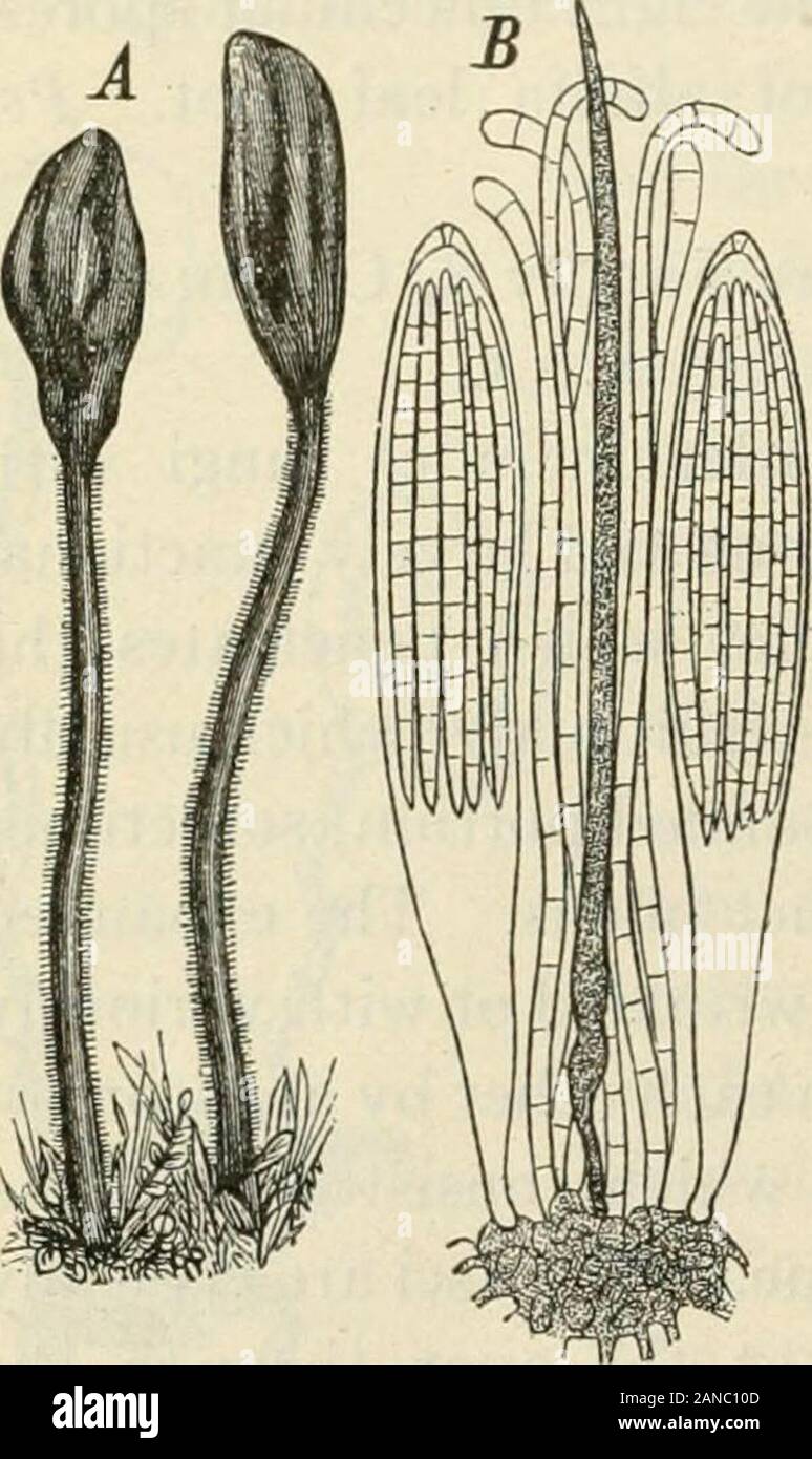 Ellipsoid spores hi-res stock photography and images - Alamy