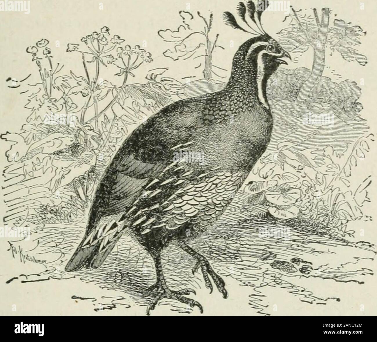 Bat hawks hi-res stock photography and images - Alamy