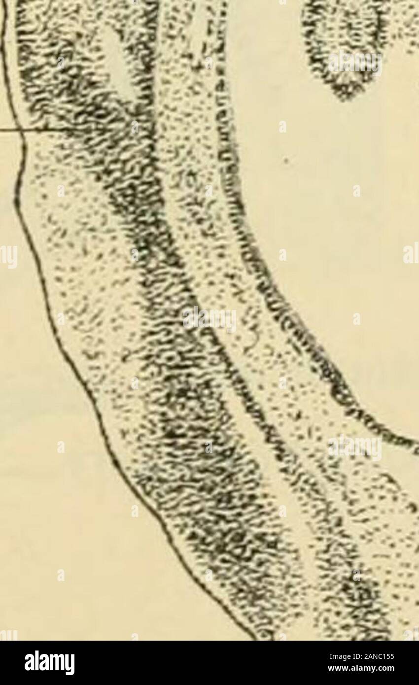 Sagittal section of the human pharynx hi-res stock photography and ...