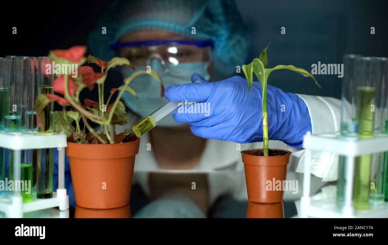 Lab assistant injecting fertilizer in fittonia plant genetic breeding ...
