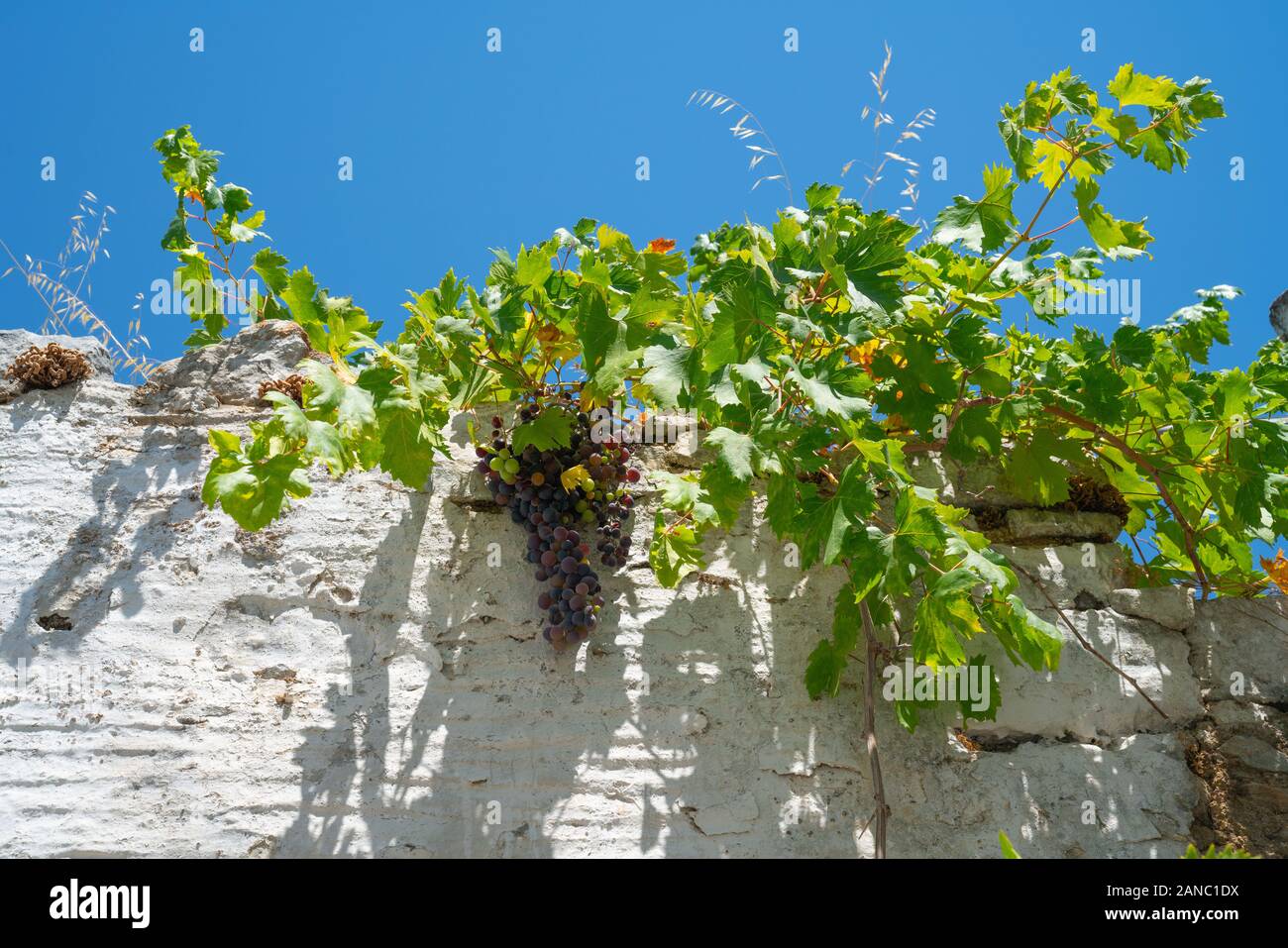 Grape vine overhangs top of white stone wall of home with bunch of ...