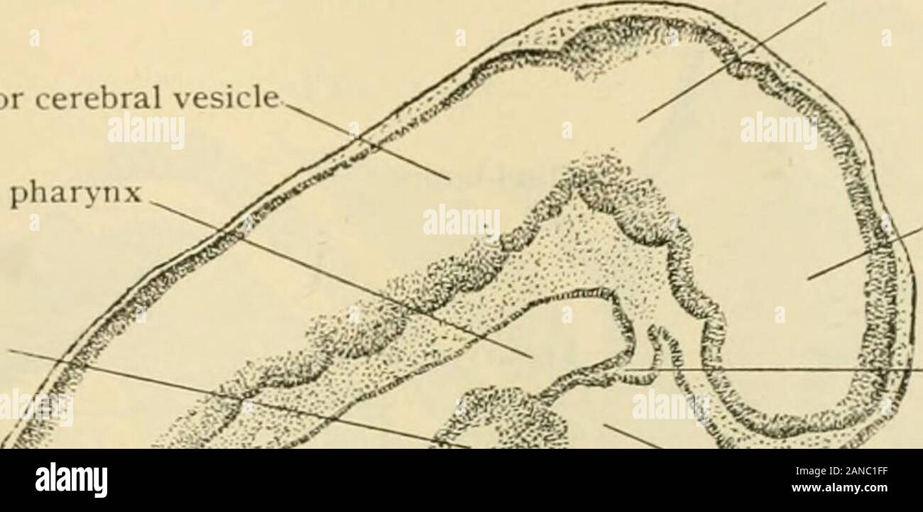 Human anatomy, including structure and development and practical ...