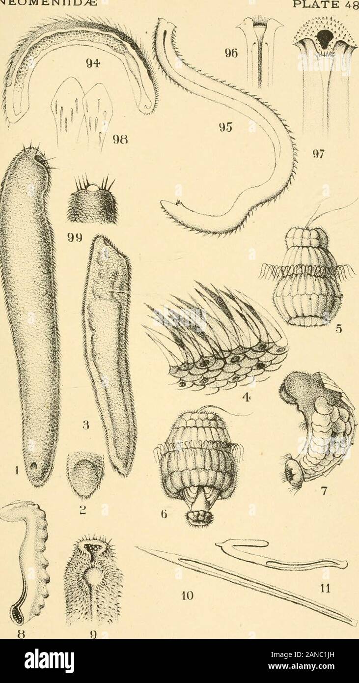 Manual of conchology, structural and systematic : with illustrations of ...