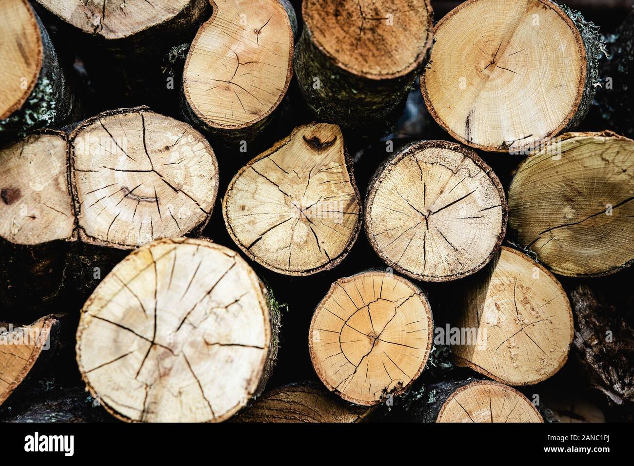 Fire Wood Logs Background. Dry Trunks of Trees for Heating Stock Photo ...