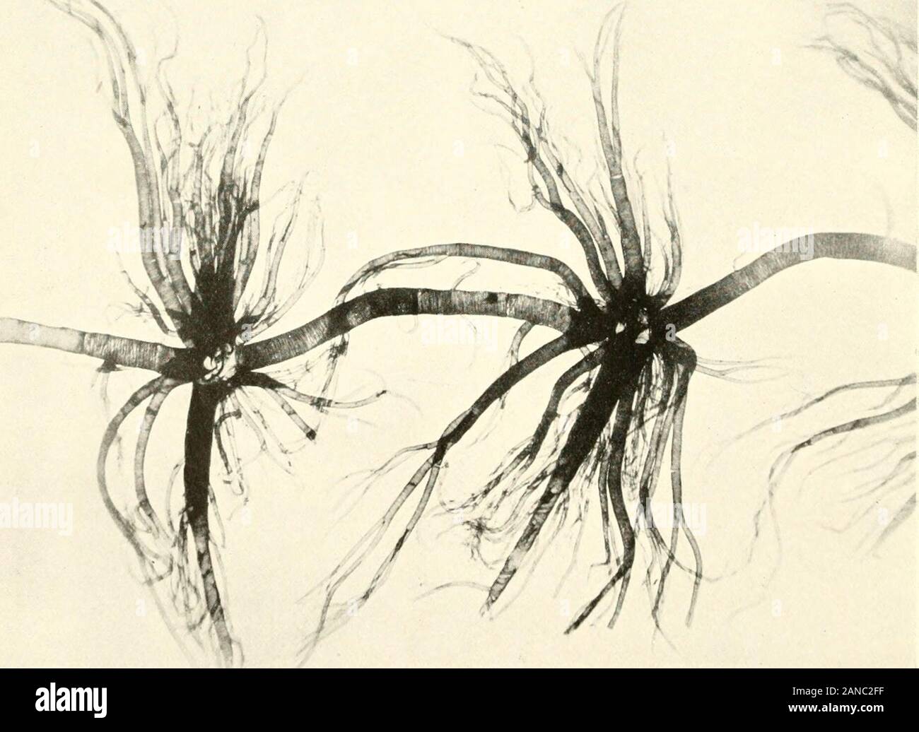 Marvels of insect life ; a popular account of structure and habit . ar ...