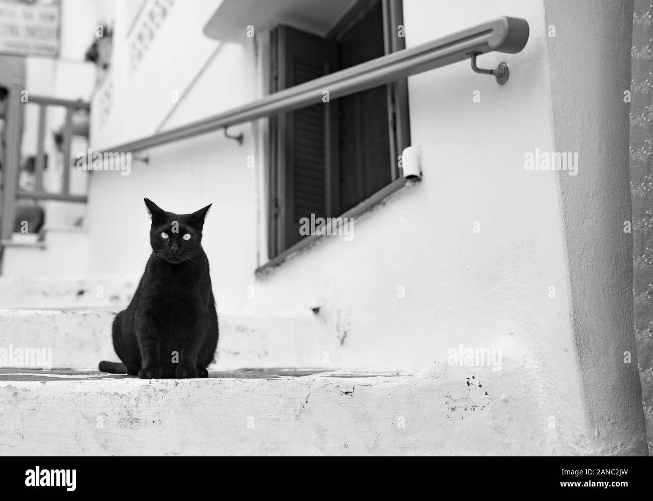 Black cat on step against white wall Stock Photo - Alamy