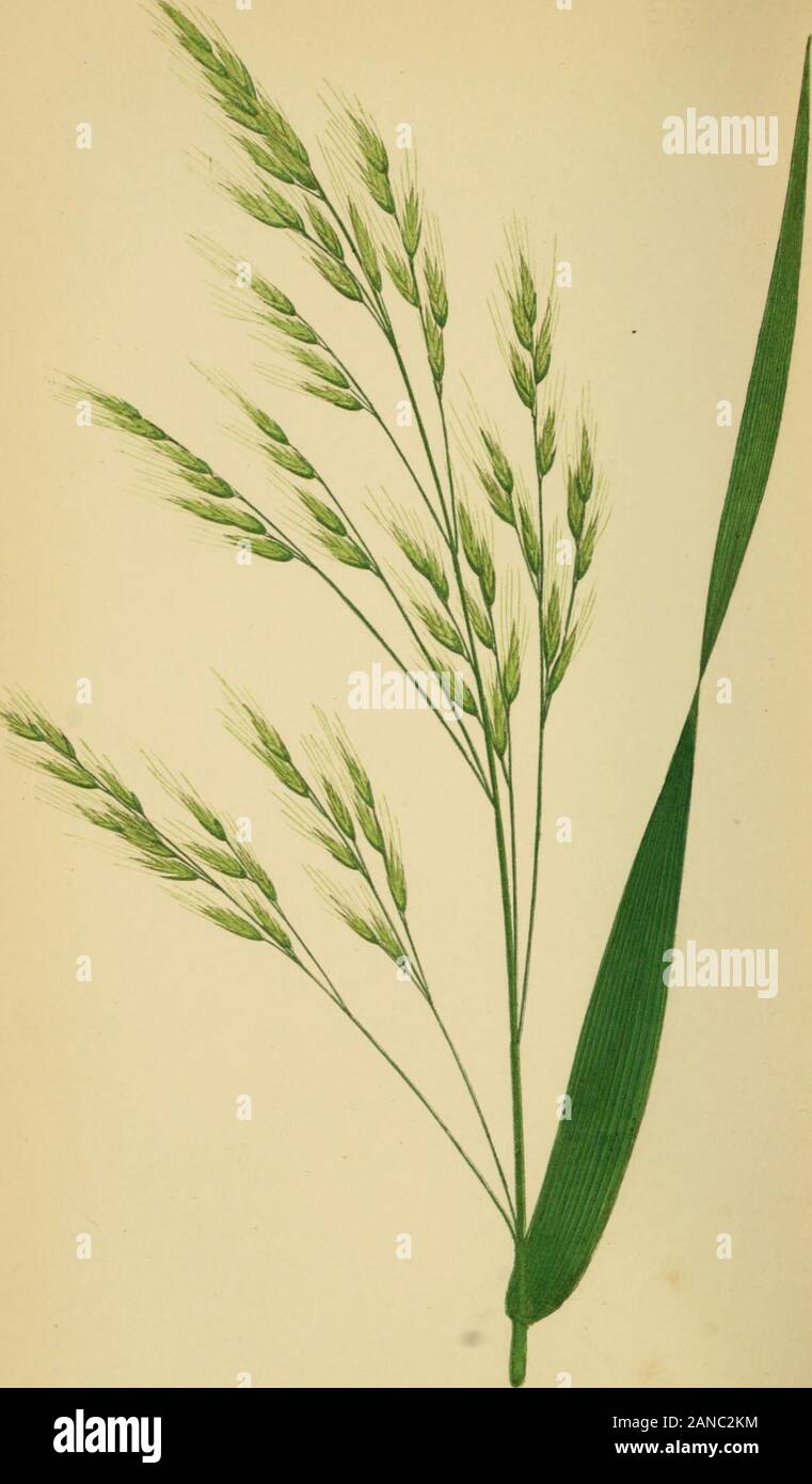 A natural history of British grasses . r sheathextending beyond its ...