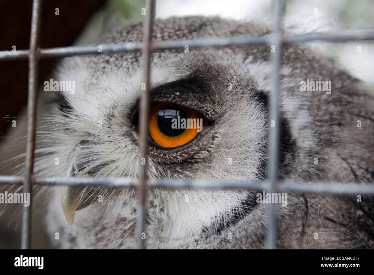 Owl in cage hi-res stock photography and images - Alamy