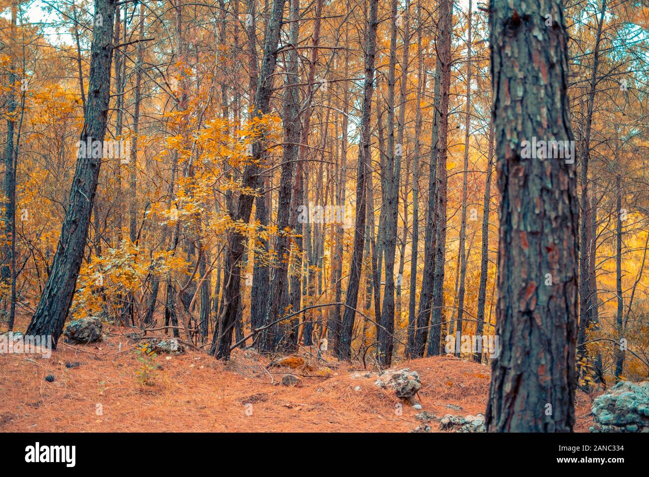 Clear leaves pathway hi-res stock photography and images - Alamy