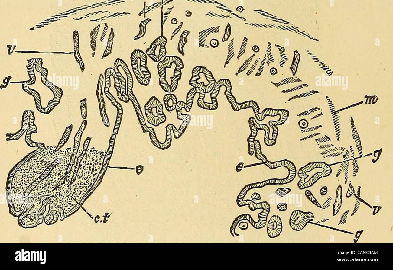 Manual of gynecology . ching ducts which extend deeply into the ...