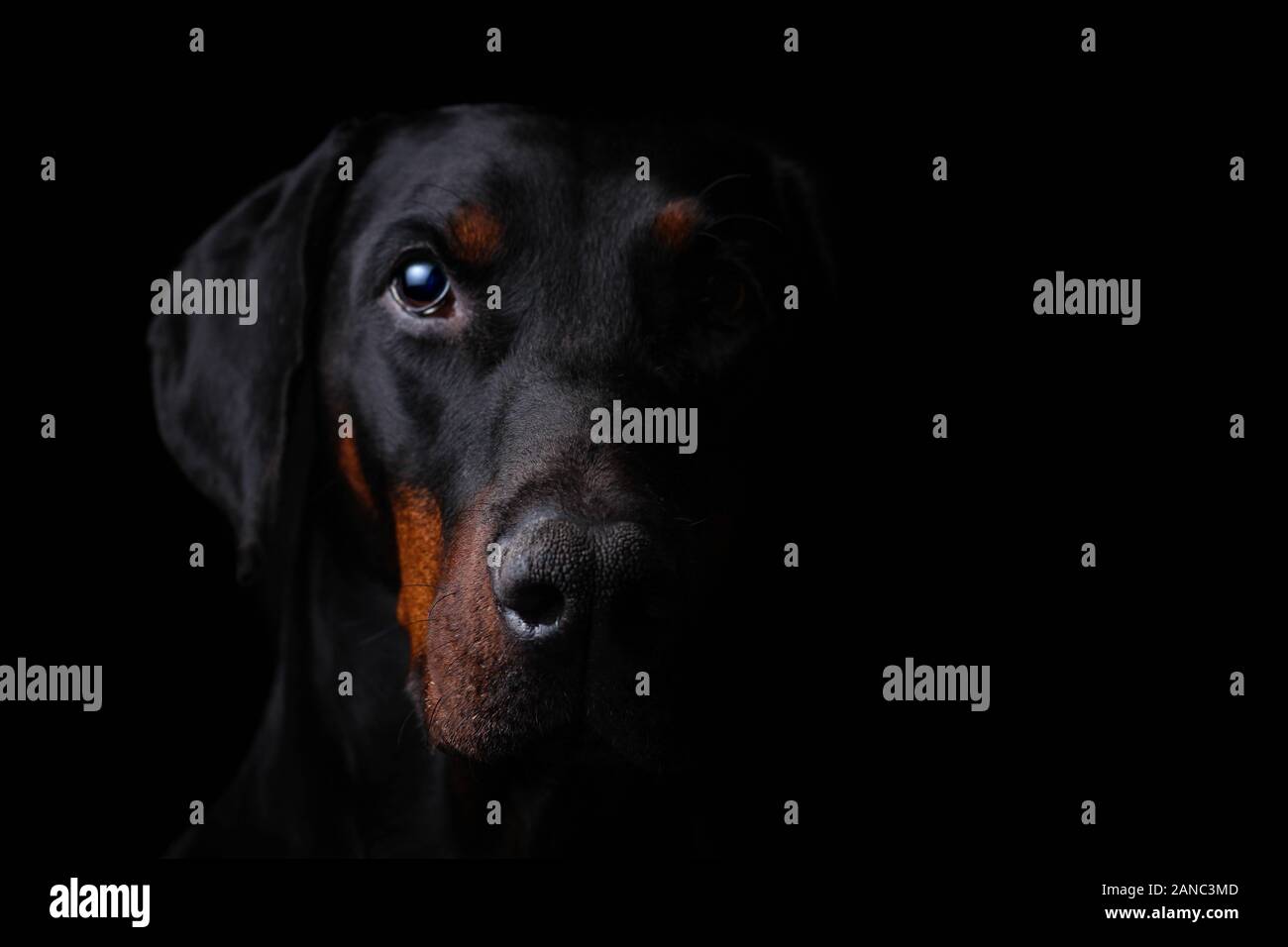 Staring Scary Eyes High Resolution Stock Photography and Images - Alamy