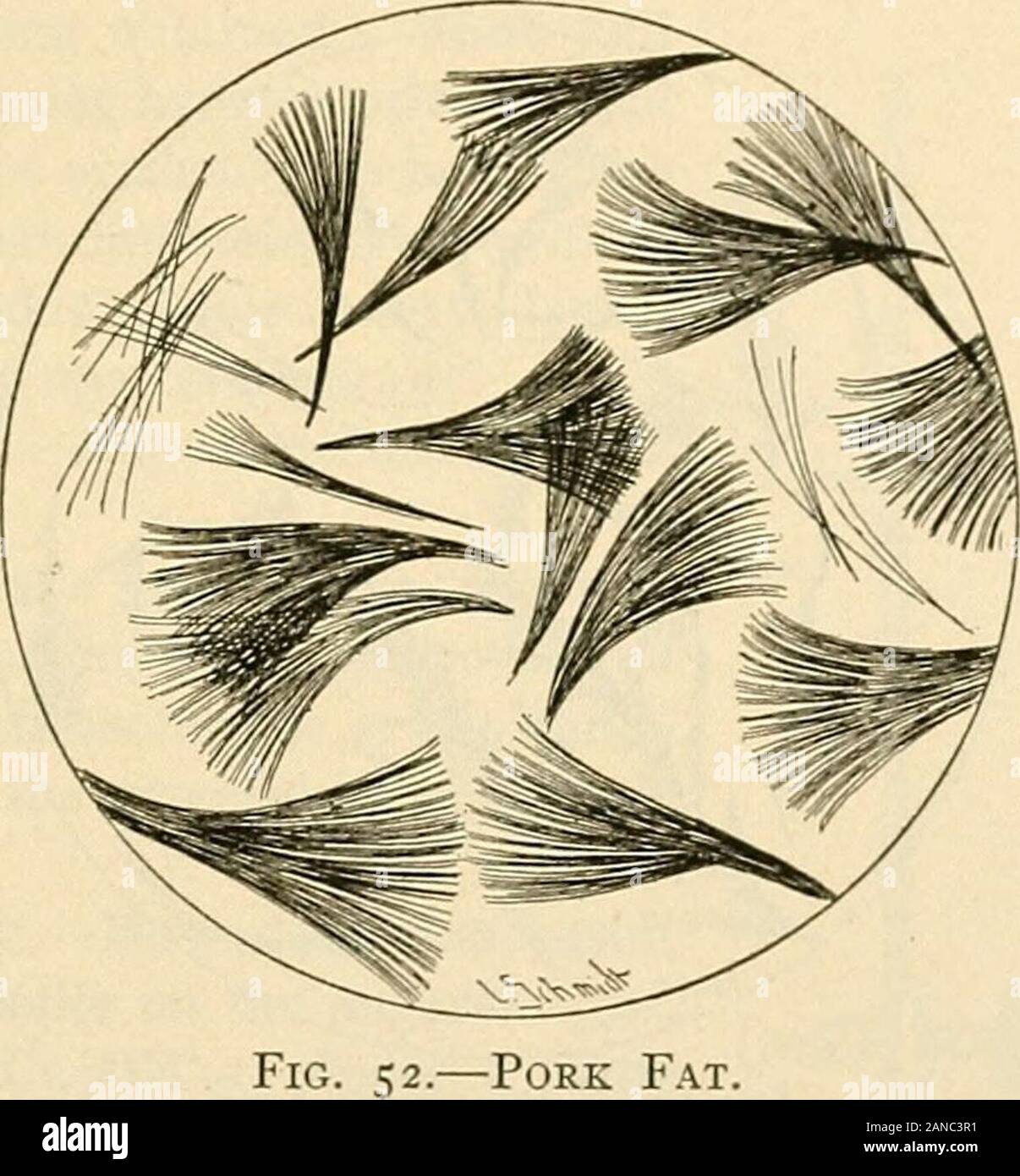 Practical physiological chemistry; a book designed for use in courses ...