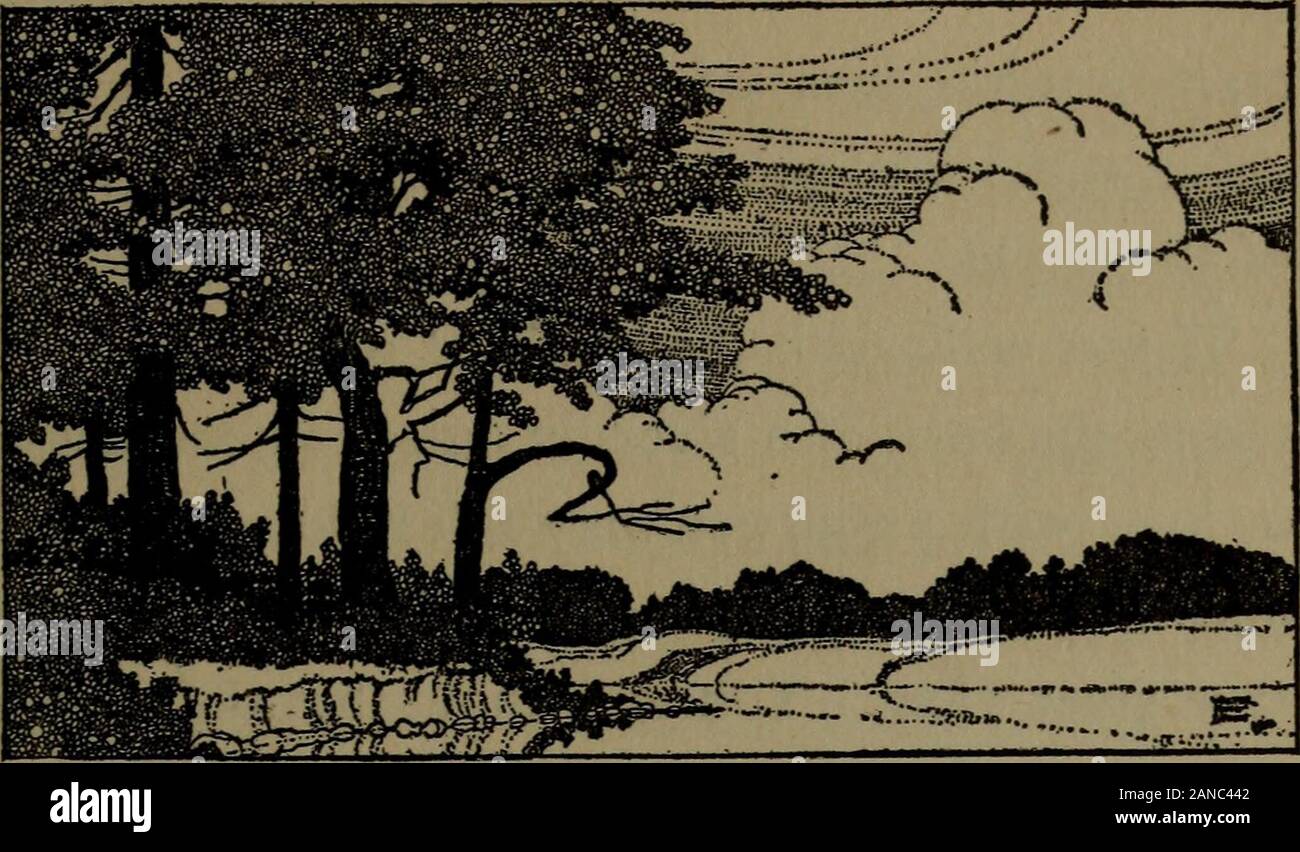 Whitetrail hi-res stock photography and images - Alamy