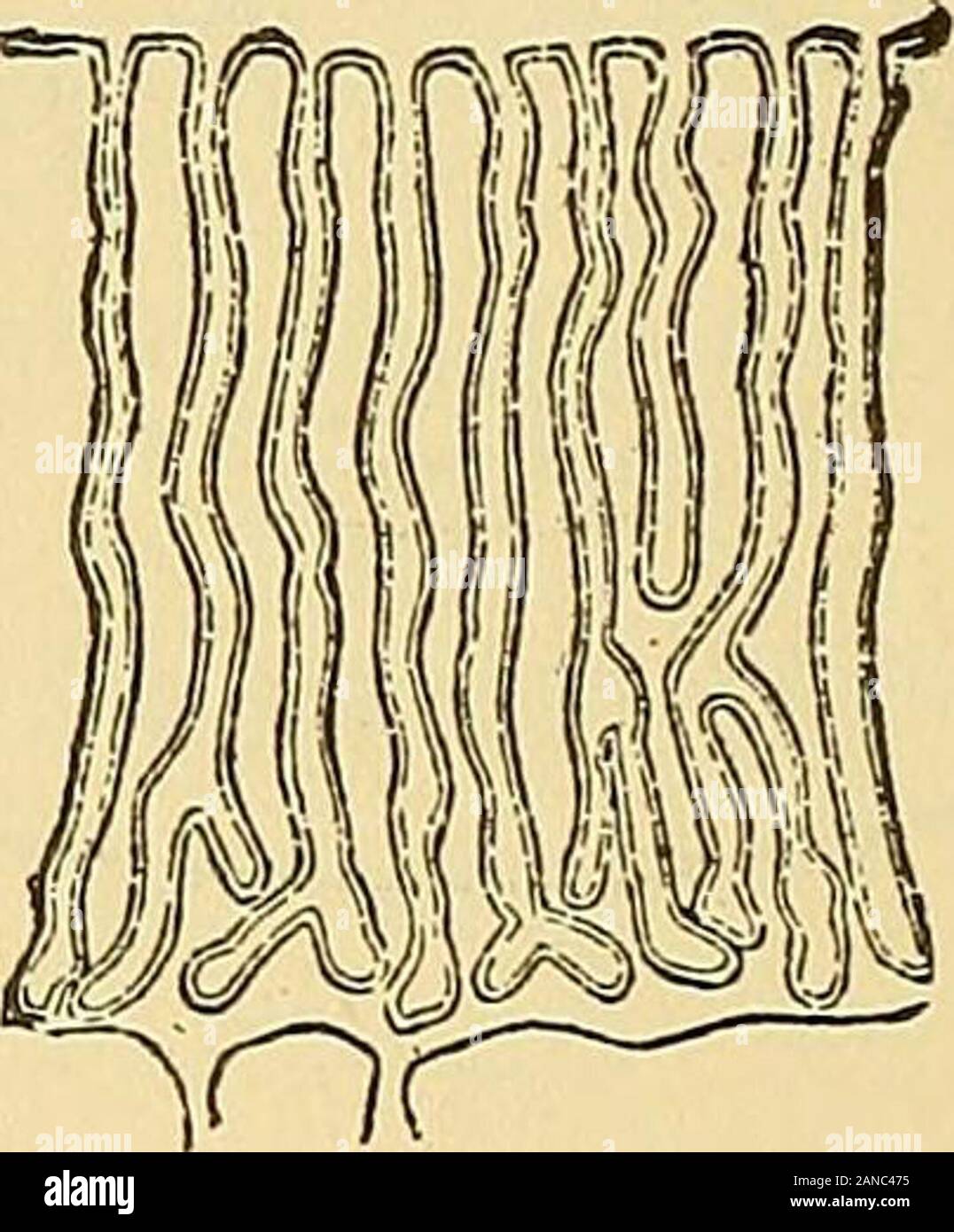 Manual of gynecology . d unstriped muscle, blood-vessels, &c, are found ...