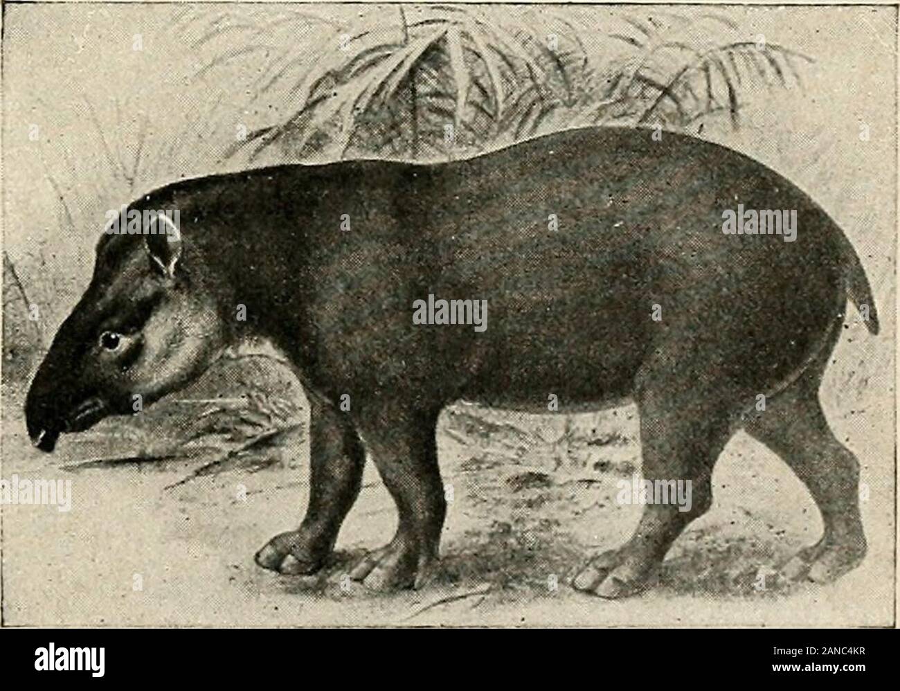 Native hunters with dogs hi-res stock photography and images - Alamy