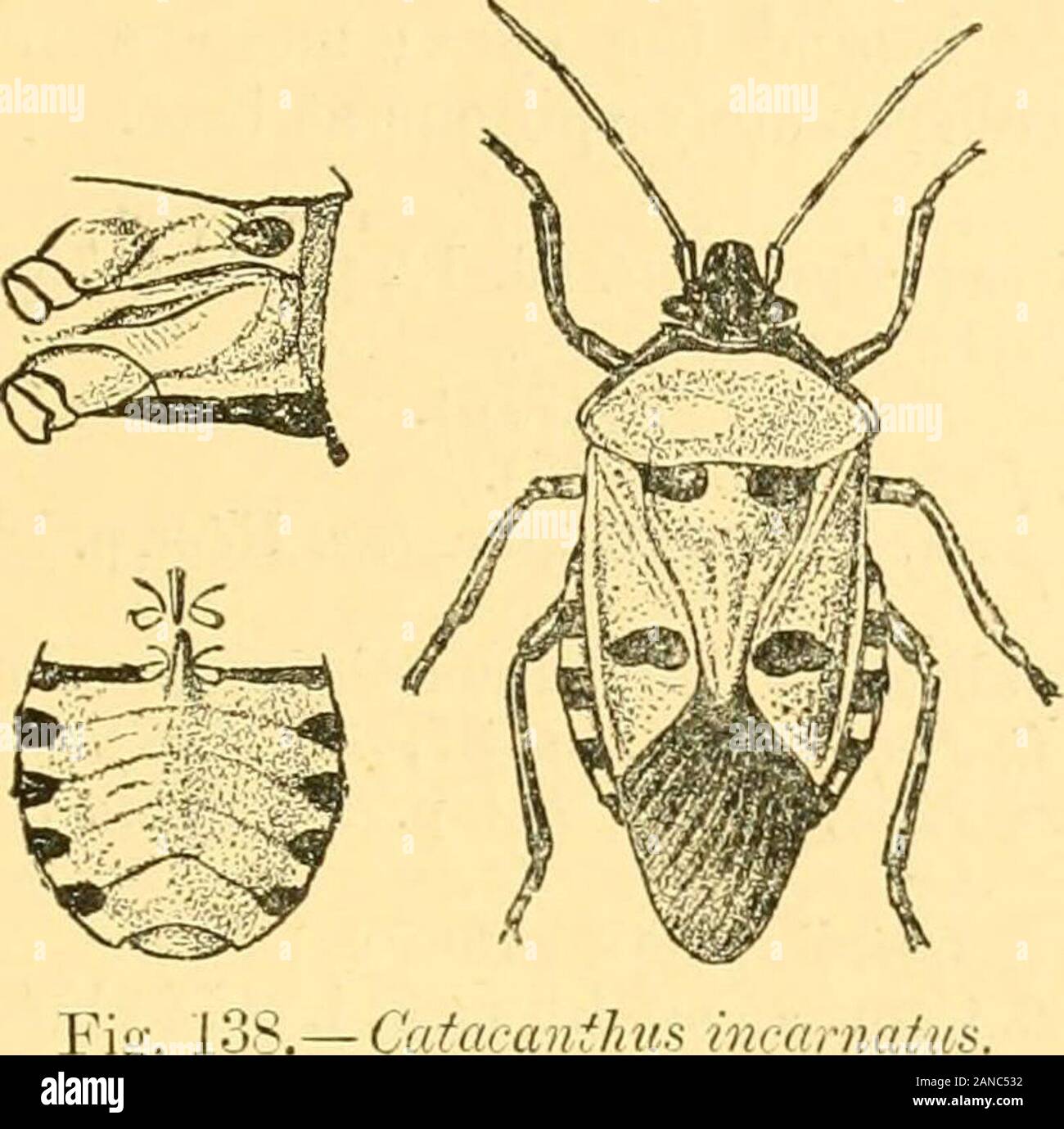 1773 1788 hi-res stock photography and images - Alamy