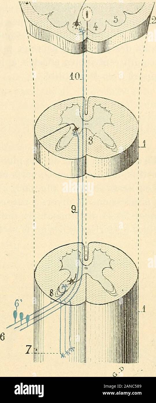 Traité d'anatomie humaine . les de la cornepostérieure, les colonnes de ...