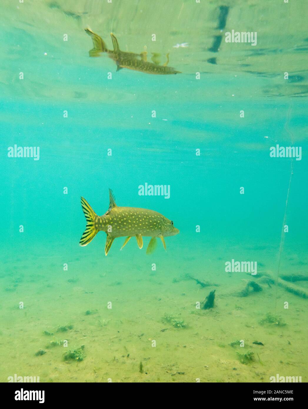 Nordic pike swimming in shallow water with surface reflection Stock ...