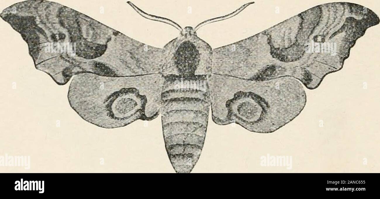 Forest entomology . er the respective moultings the larvae develop a ...