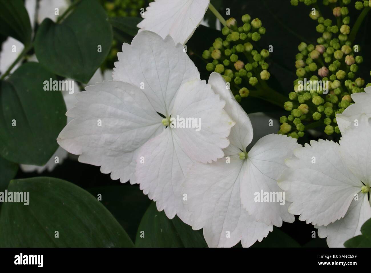 Hydrangea macrophylla white wave hi-res stock photography and images ...