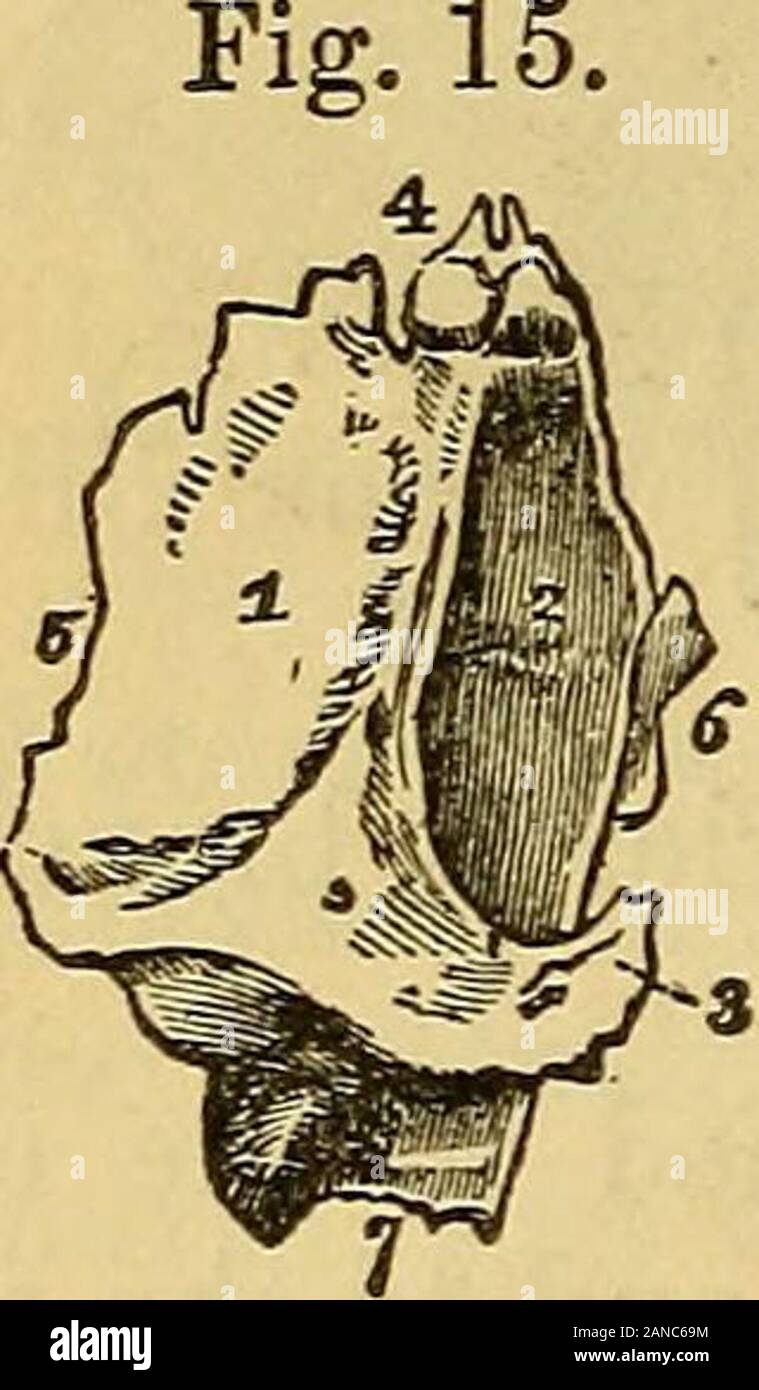 A manual of examinations : upon anatomy, physiology, surgery, practice ...